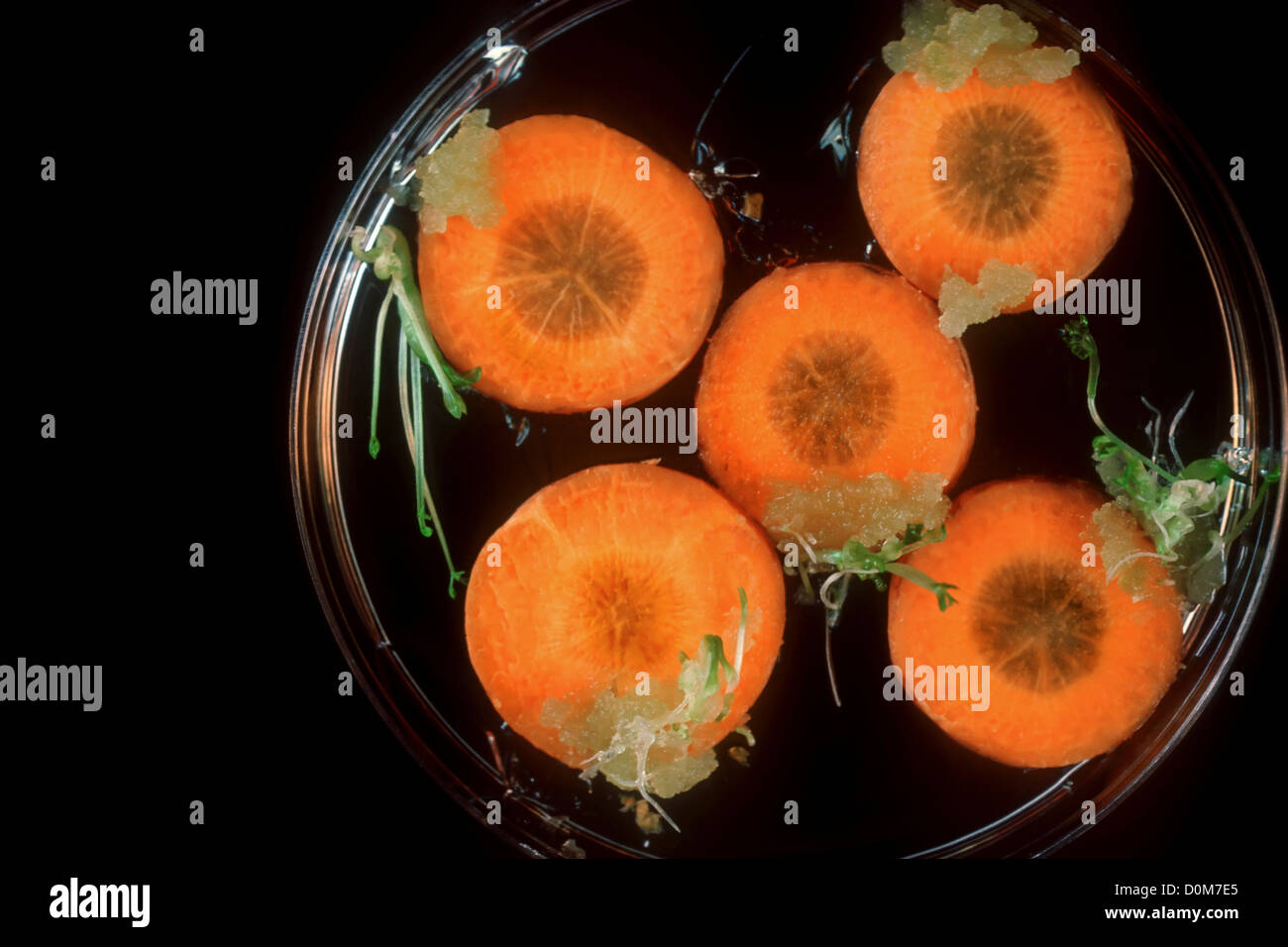Cloned Carrots Grow in a Petri Dish Stock Photo - Alamy