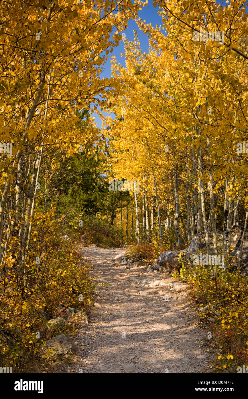 Golden aspen hi-res stock photography and images - Alamy