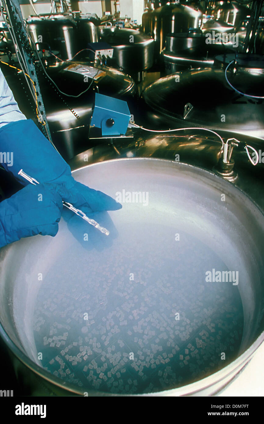 A Cryogenics Engineer Extracts Frozen Cells Stock Photo - Alamy