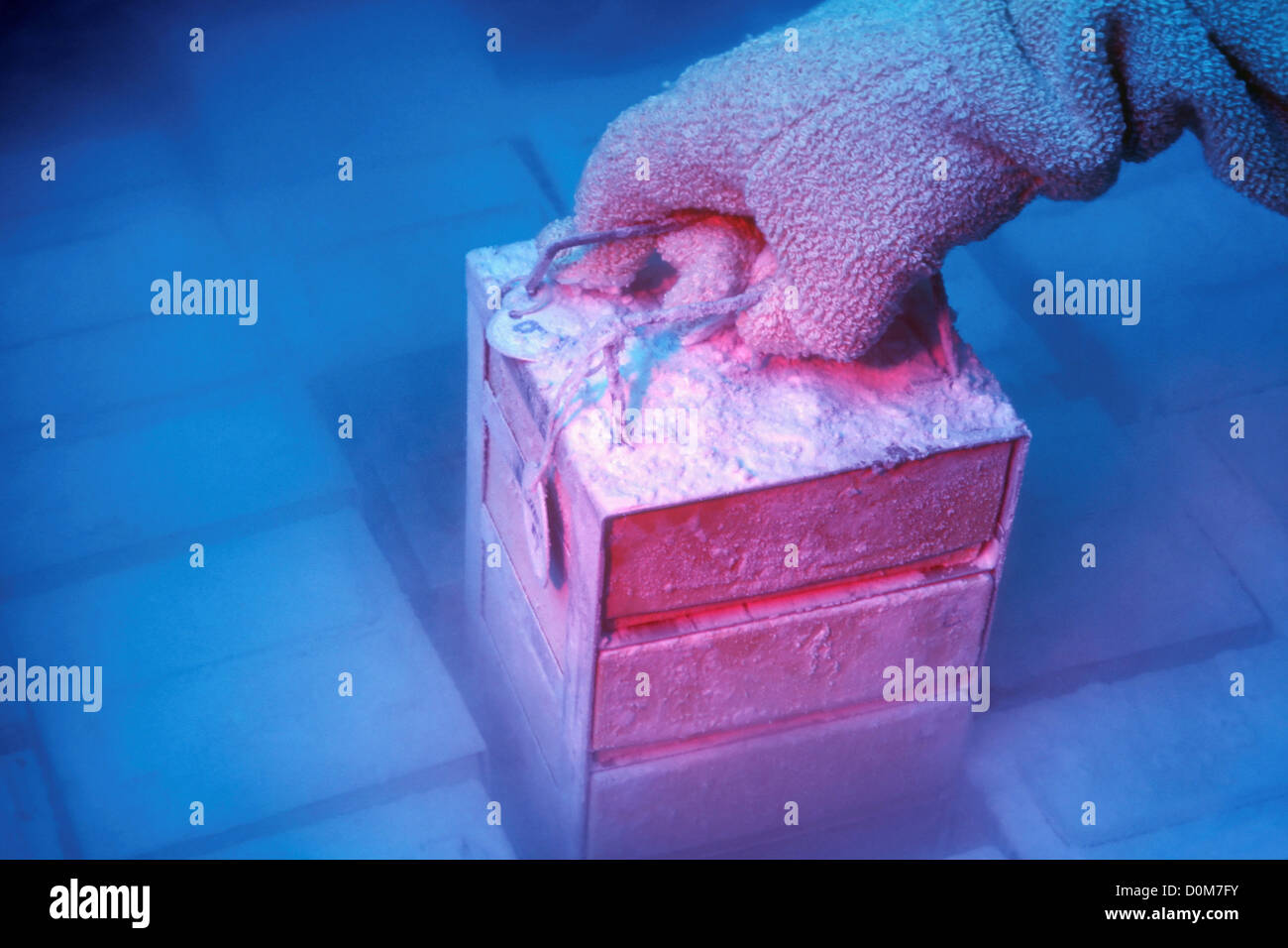 Hybridoma Cells Are Preserved in Liquid Nitrogen Stock Photo - Alamy