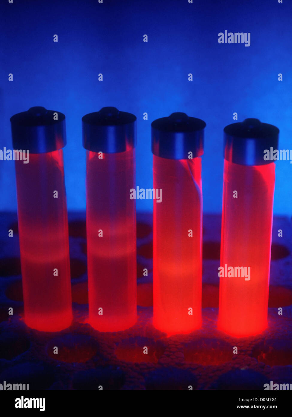 Fluorescing Bands of DNA in Four Test Tubes Stock Photo - Alamy