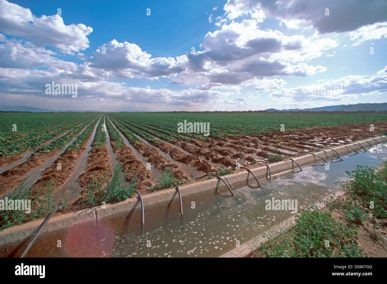 Drip Irrigation Waters Field Stock Photo - Alamy