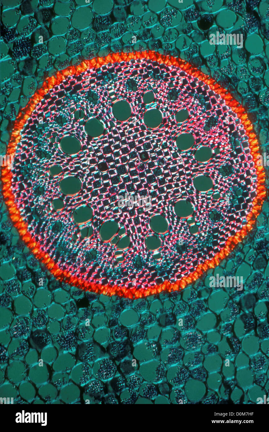 Microscopic View of Scots Pine Tree Cells Stock Photo - Alamy