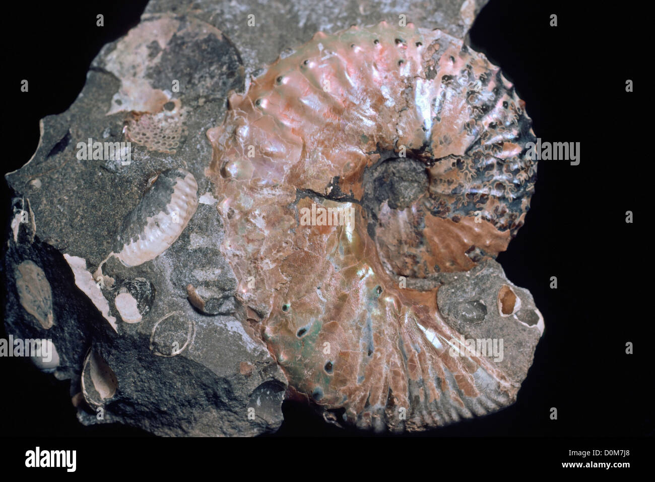 Ammonite fossil hi-res stock photography and images - Alamy