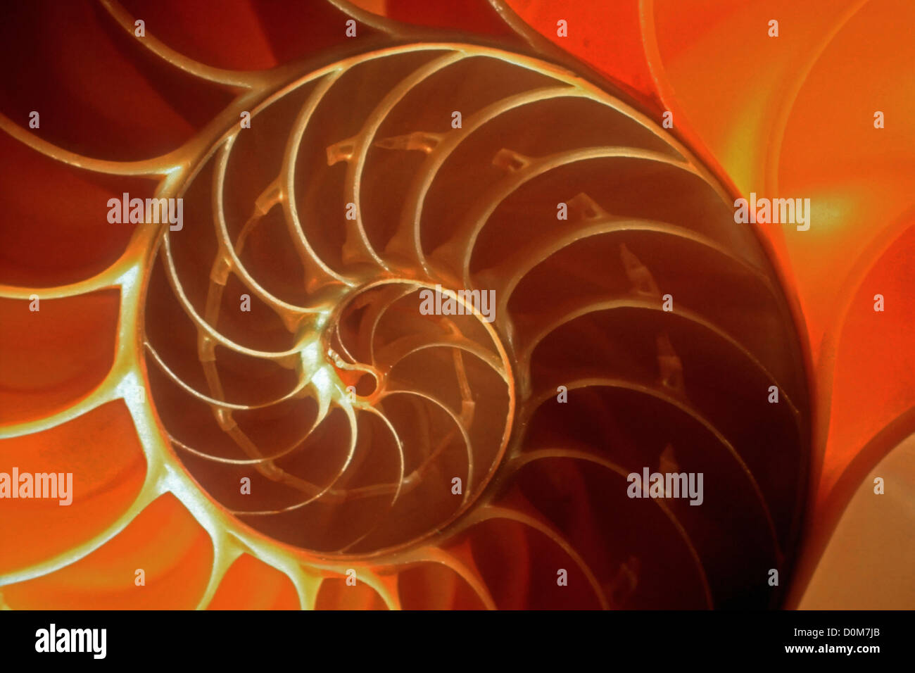 Cross Section of a Chambered Nautilus Seashell Showing Chambers and ...