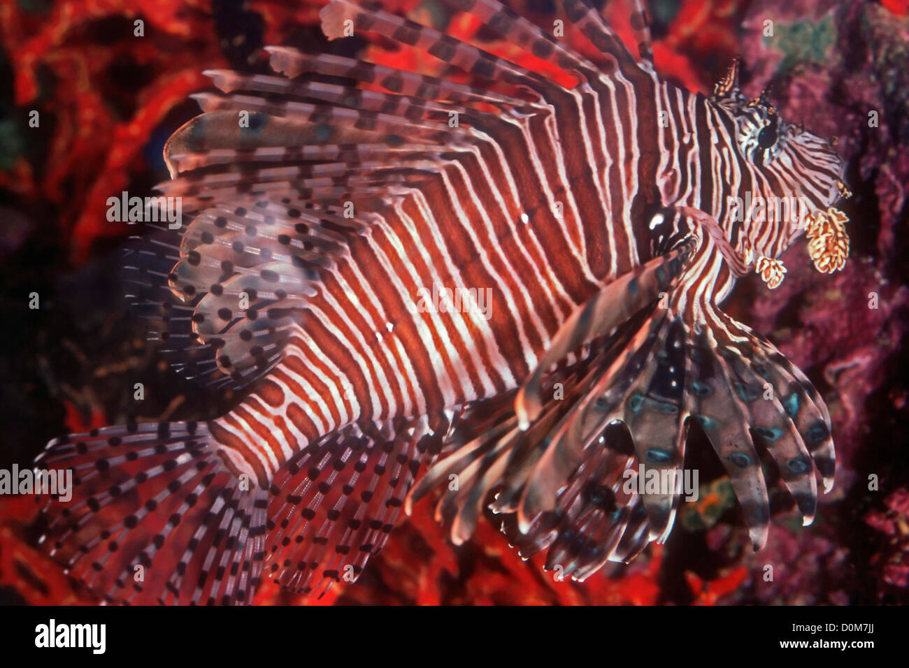 Portrait of a Lionfish Stock Photo - Alamy