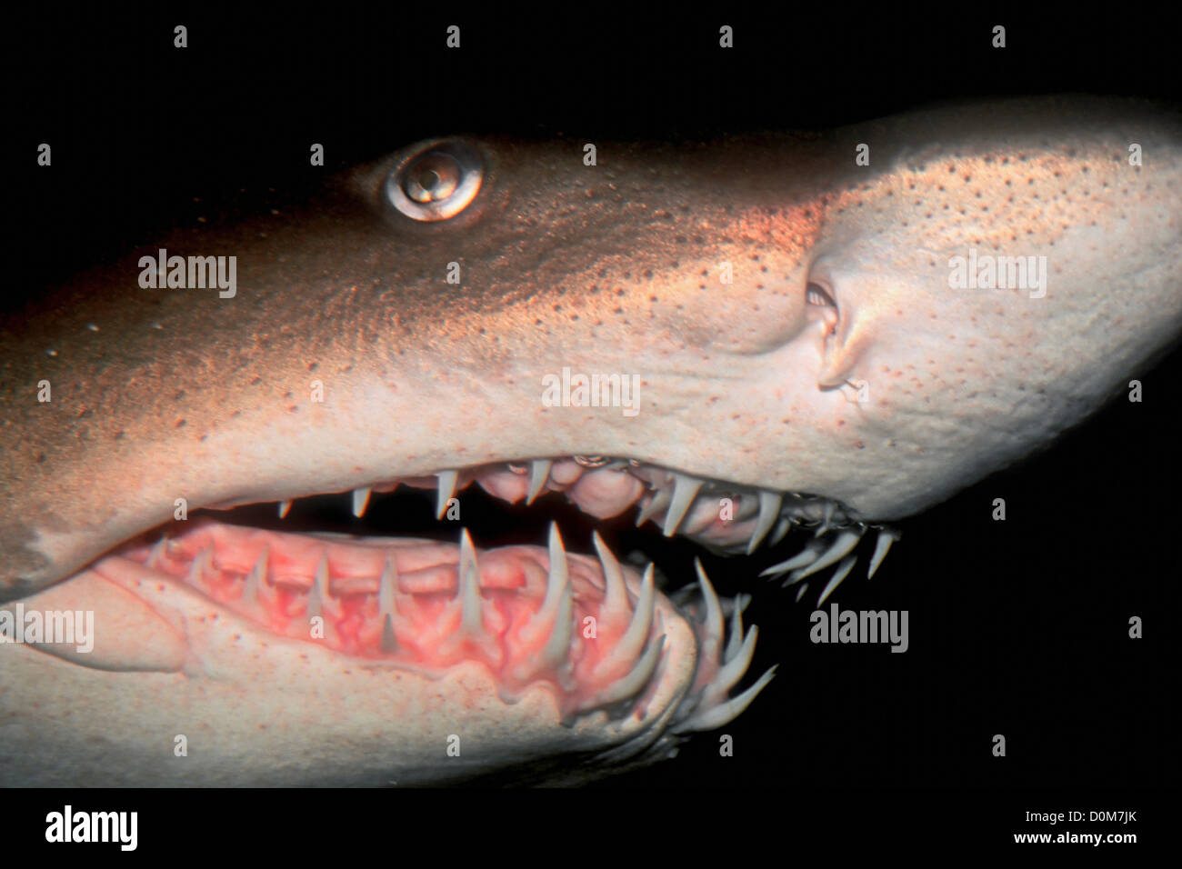 Tiger Shark Side View