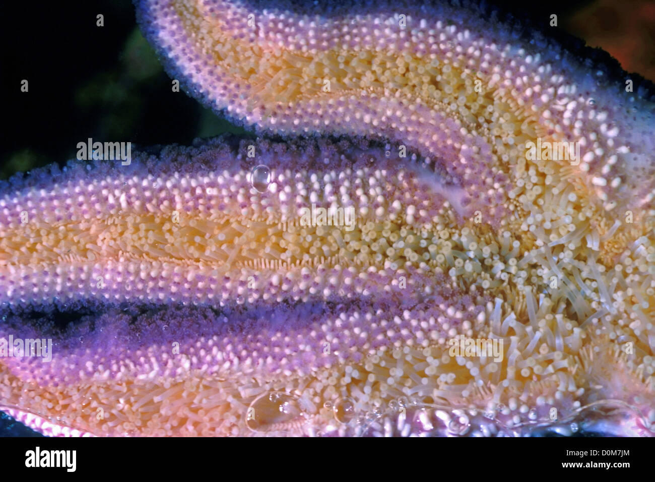 Tube Feet Line Each Starfish Arm Stock Photo - Alamy