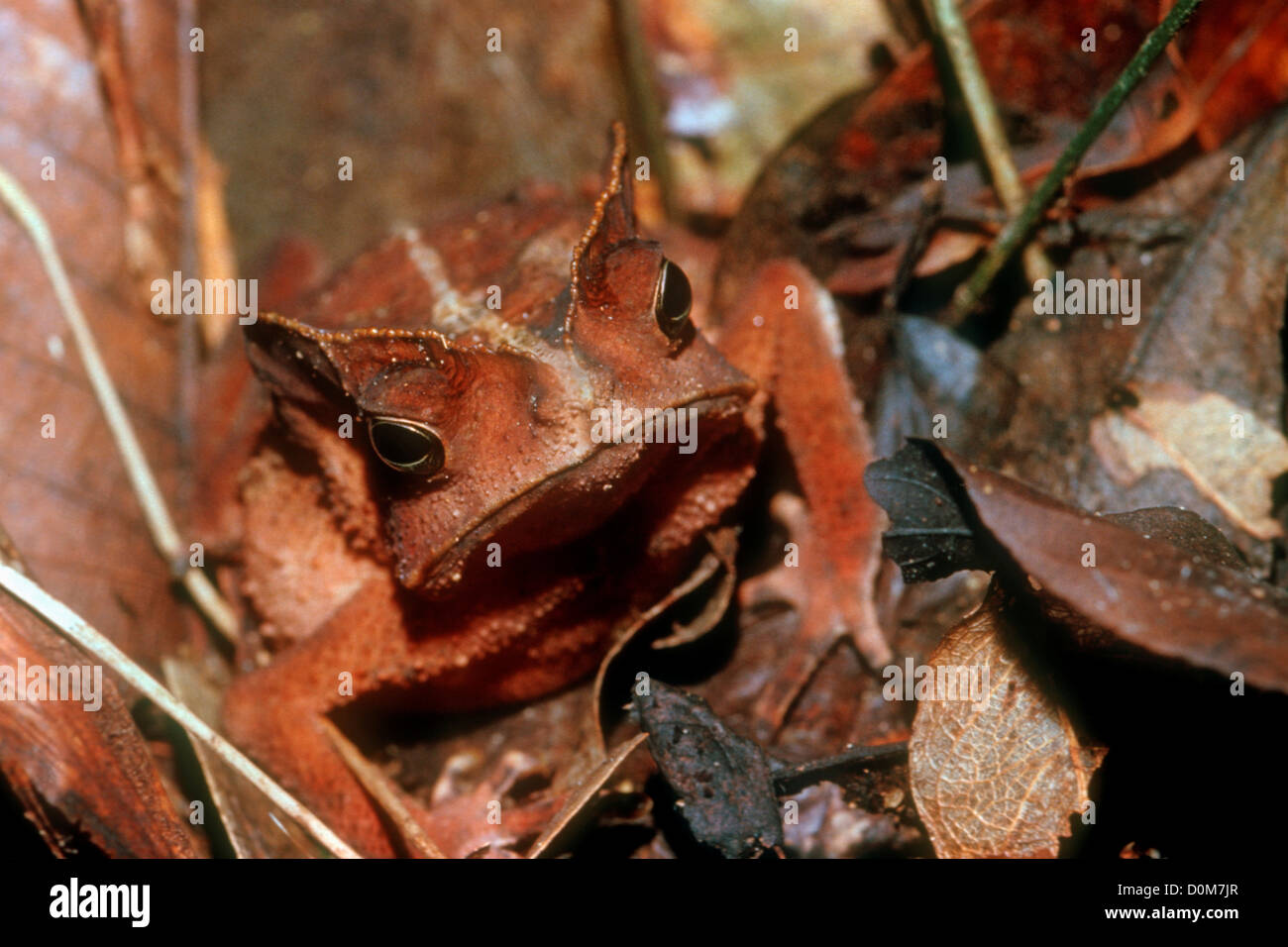 A Peruvian tree toad is well camouflaged in its leafy rain forest ...
