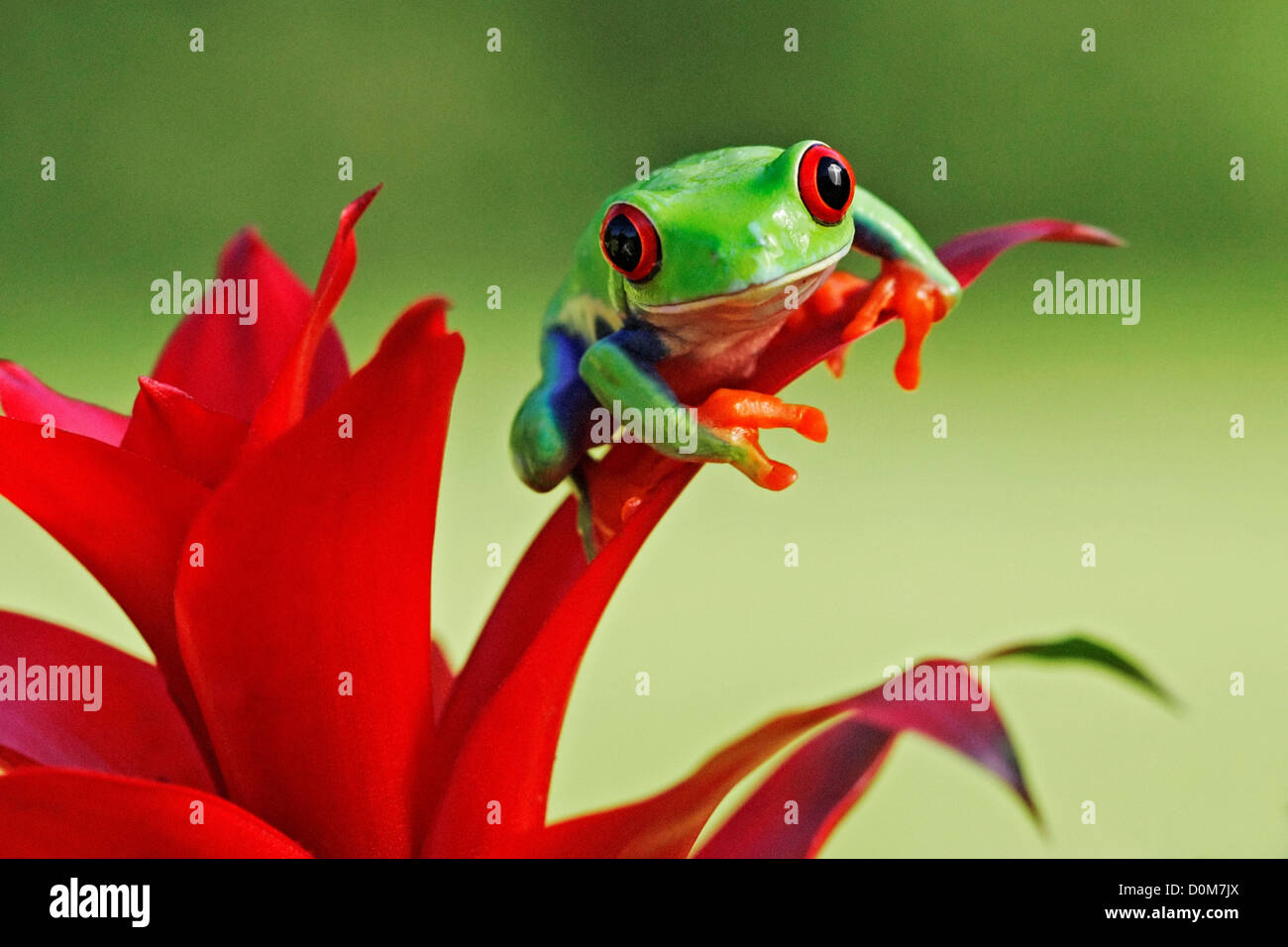 A red eyed green tree frog perches on a scarlet bromeliad and stares ...