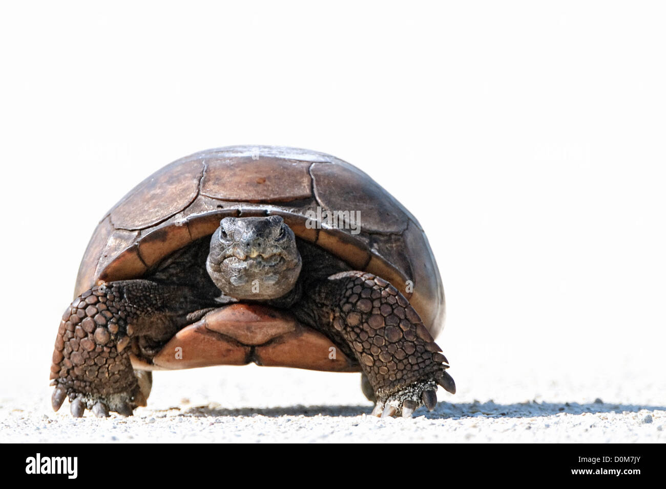 A large Gopher Tortoise, Gopherus polyphemus, guards the shell road in ...