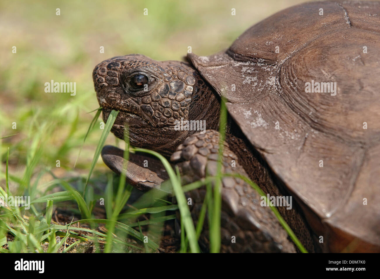 Close up of Gopher Tortoise, Gopherus polyphemus, eating grass Stock ...
