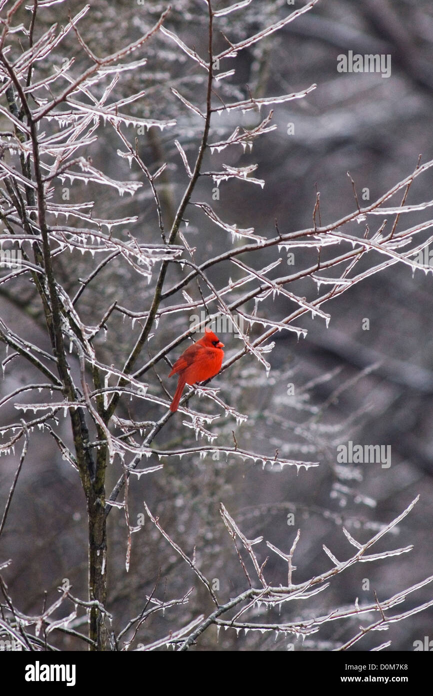 Male cardinal on sapling branch after a winter ice storm, with feathers ...