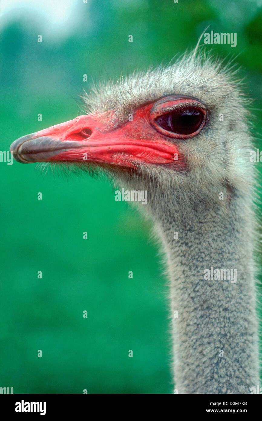 Portrait of an ostrich, with fuzzy head and long neck, as it stares at ...