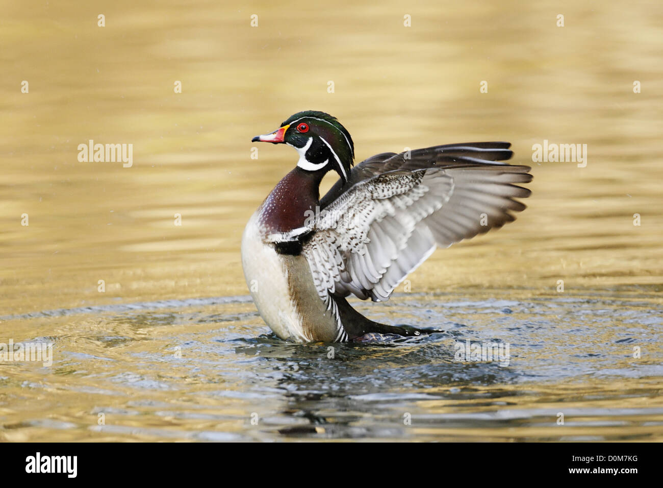 A male Wood Duck, Aix sponsa, with wings stretched back for lift off ...