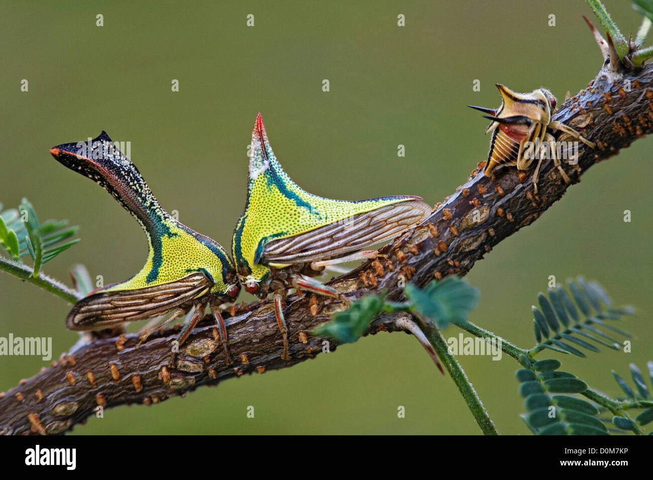Umbonia Crassicornis