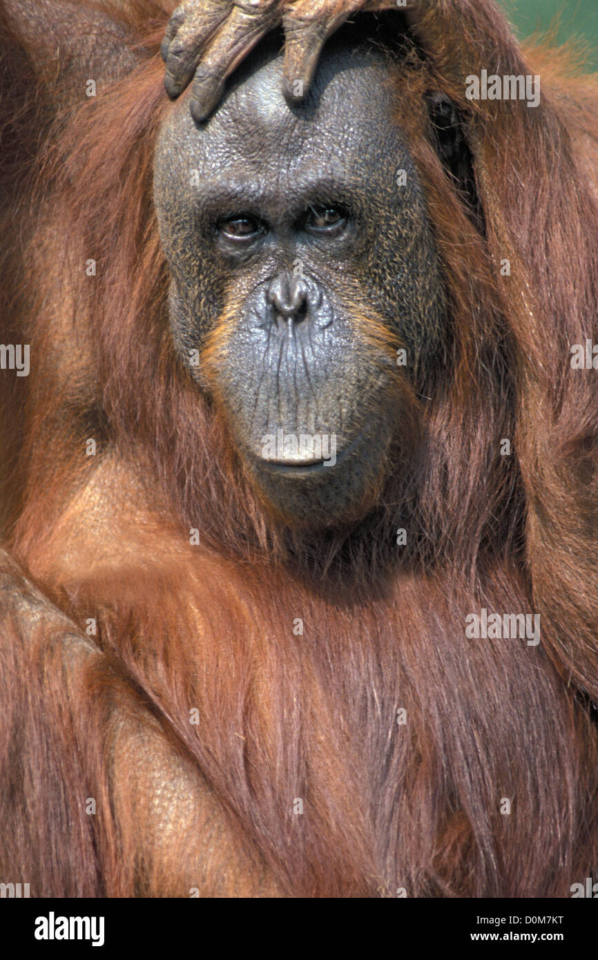 An orangutan Pongo pygmaeus or Pongo abelii in protected area Sumatra ...