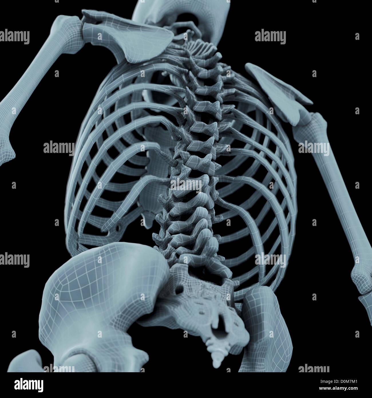Rear view of the bones of the upper body of the male skeleton. The ...