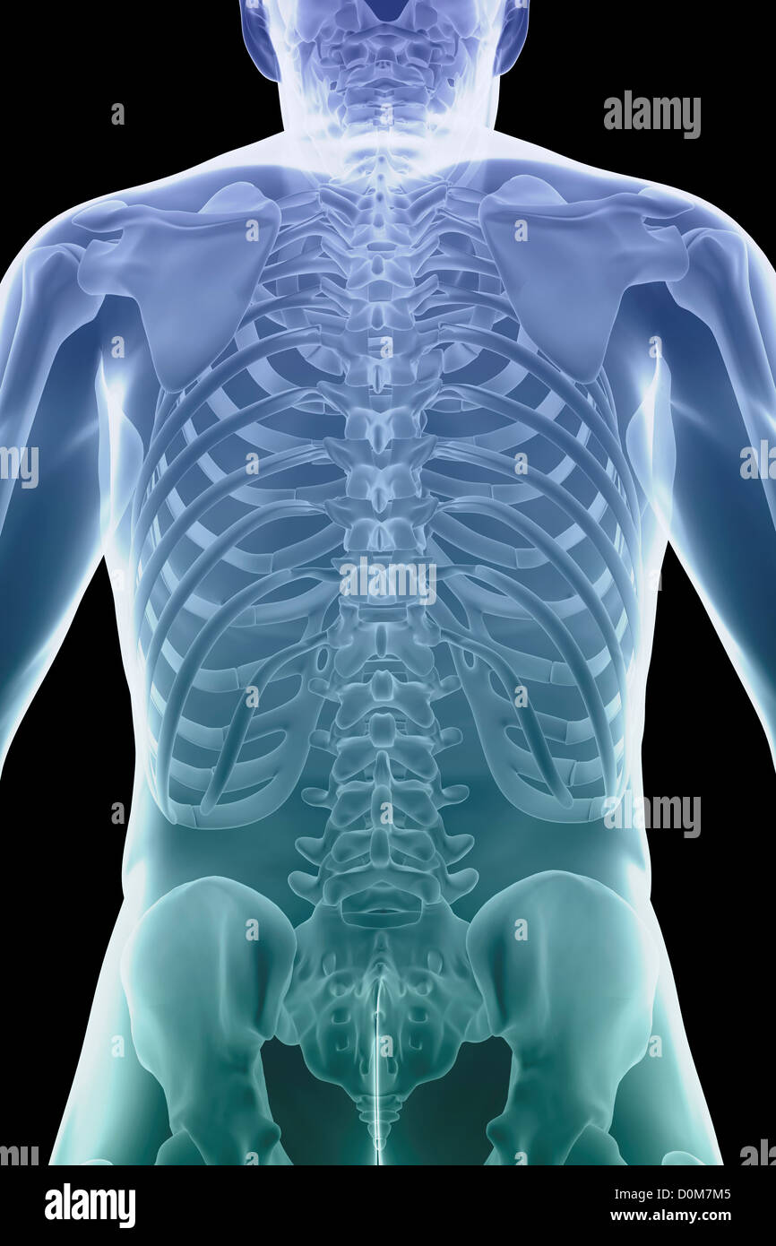 Rear view of the bones of the upper body of the male skeleton Stock ...
