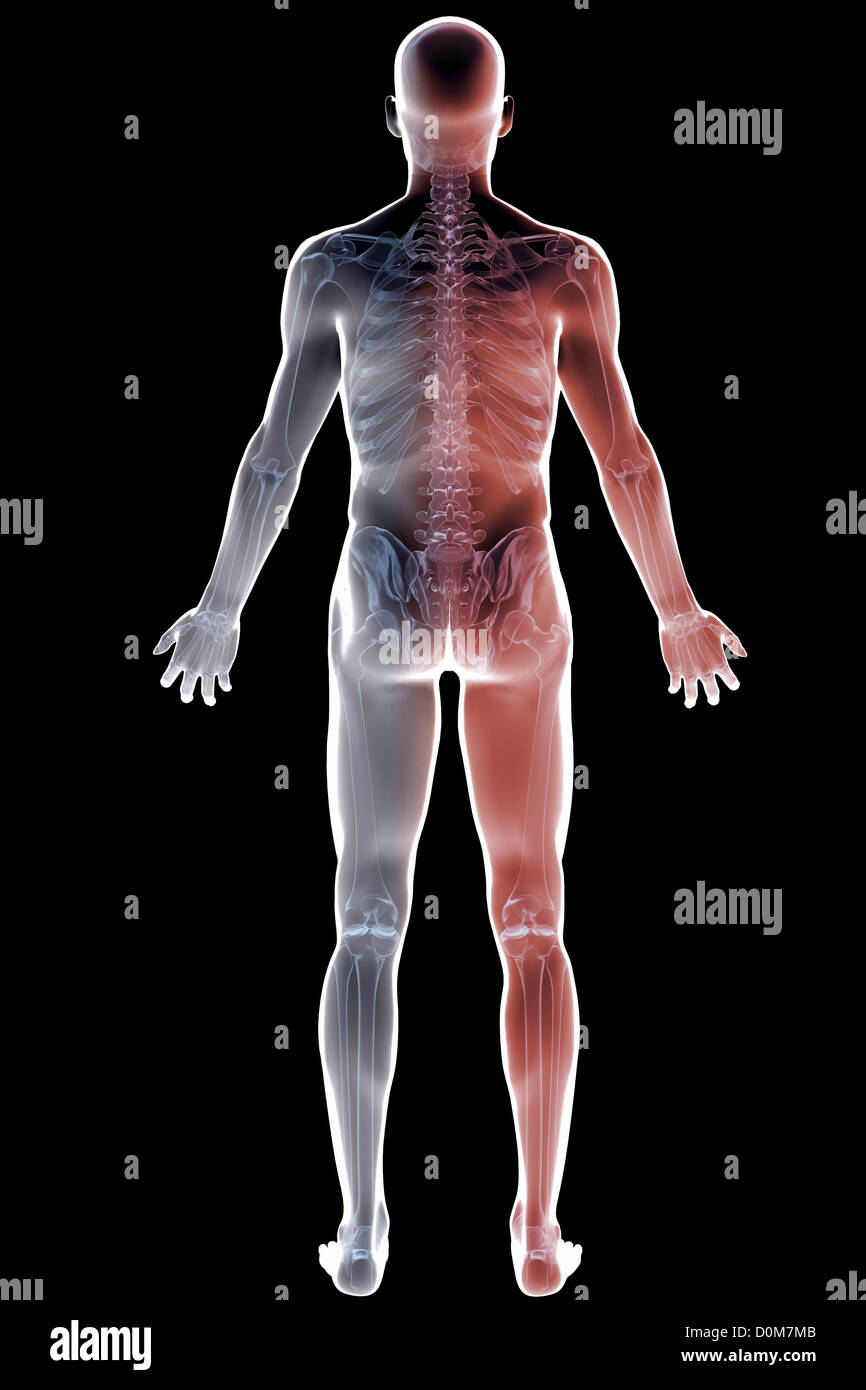 Full body view of the male human skeleton Stock Photo - Alamy