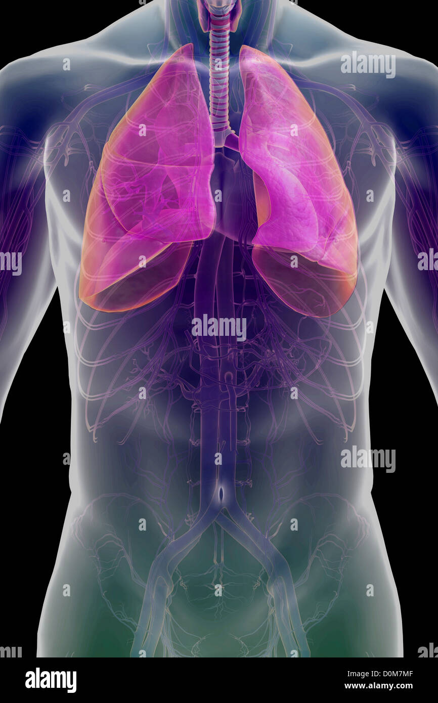 Stylized front view of the torso showing the cardiovascular and ...