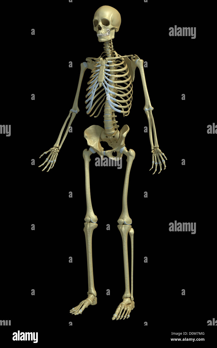 Full body view of the male human skeleton Stock Photo - Alamy