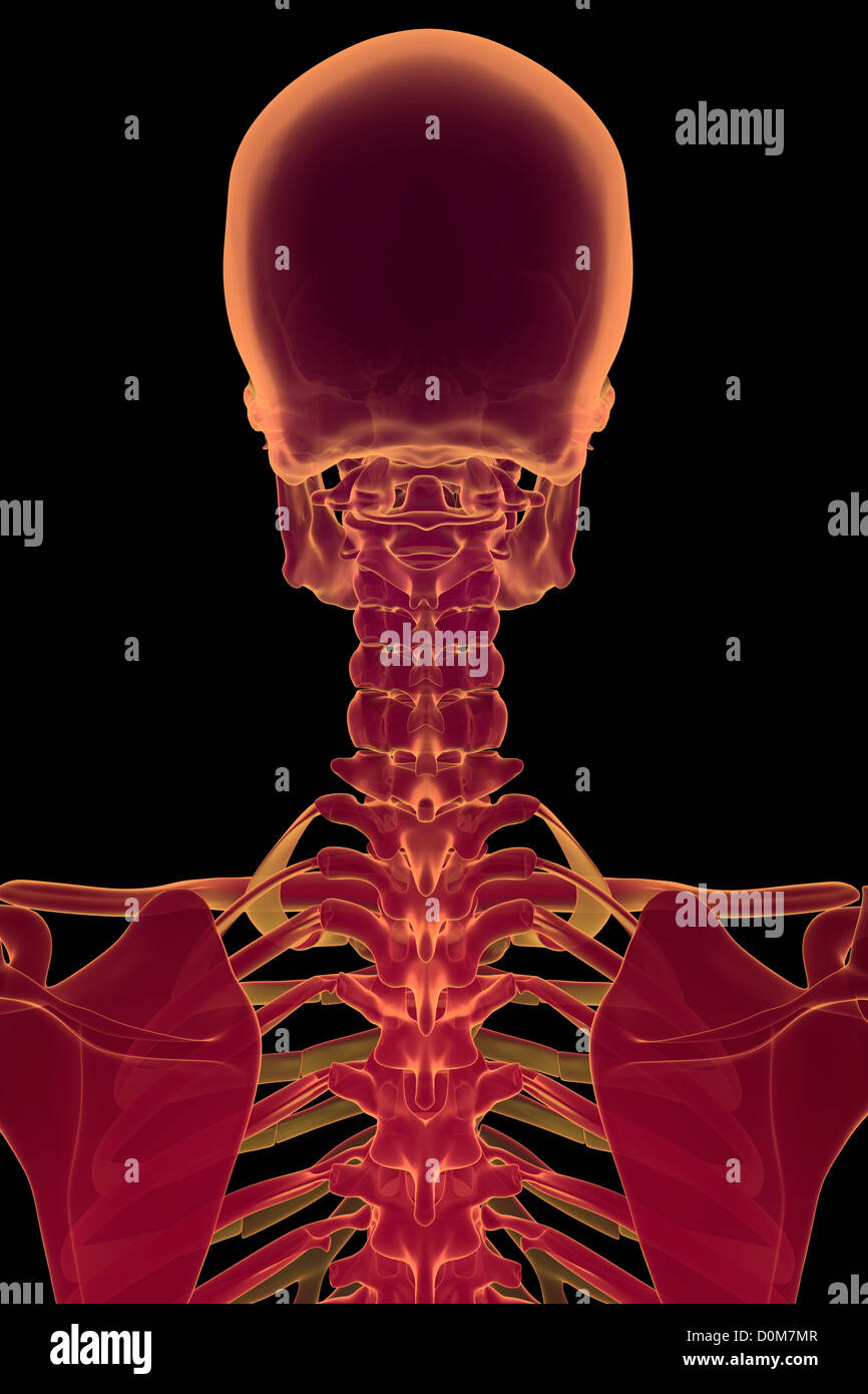 Black neck and head hi-res stock photography and images - Alamy