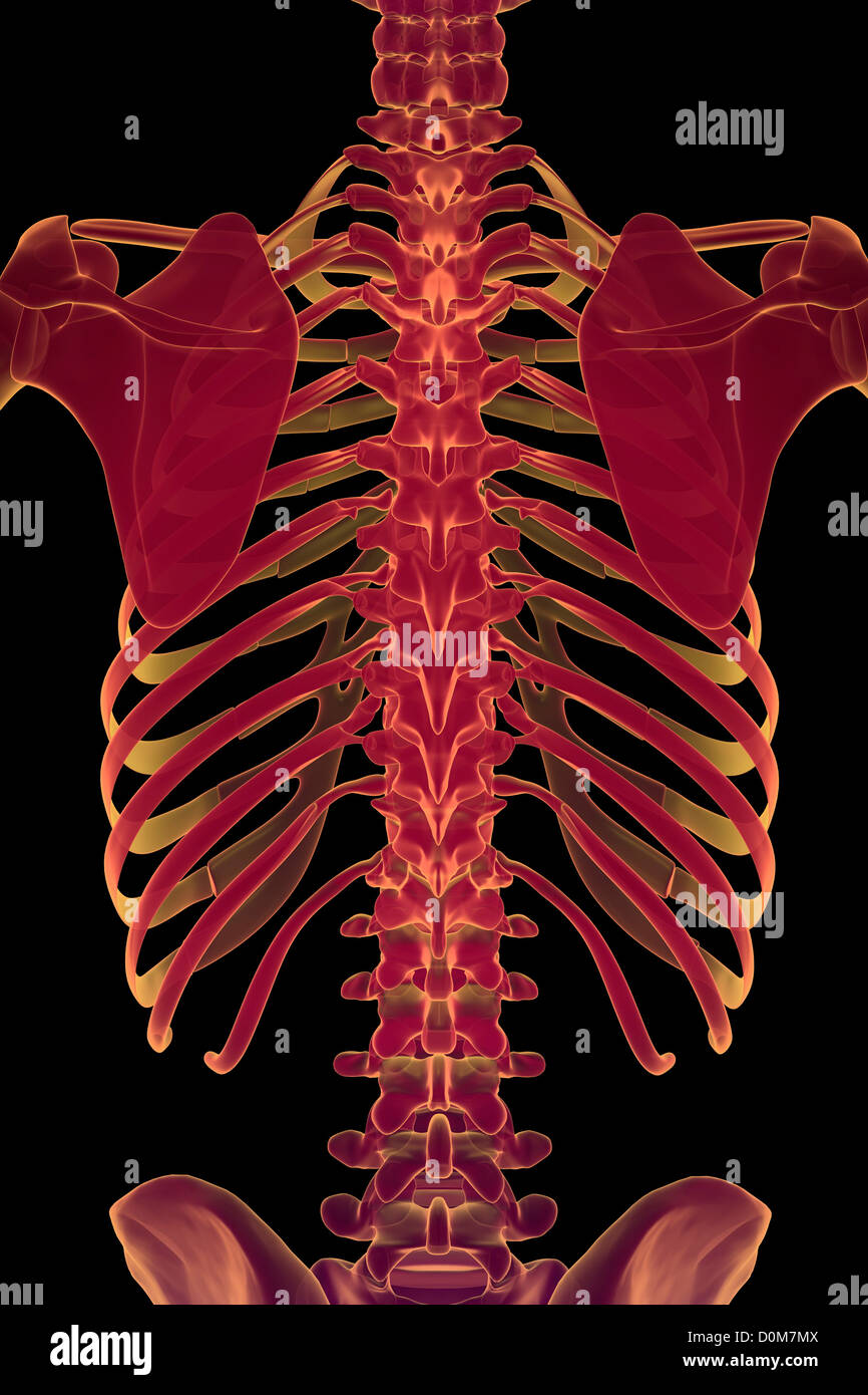 Rear view of the bones of the upper body Stock Photo - Alamy