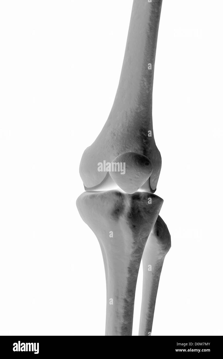 Stylized bones of the knee Stock Photo - Alamy