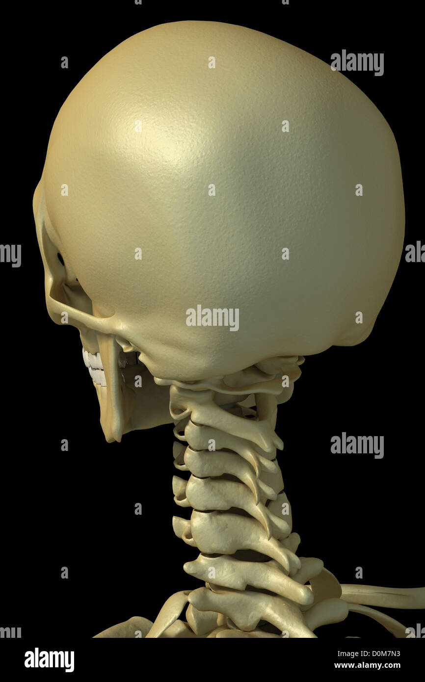 Rear view of the bones of the upper head and neck Stock Photo - Alamy
