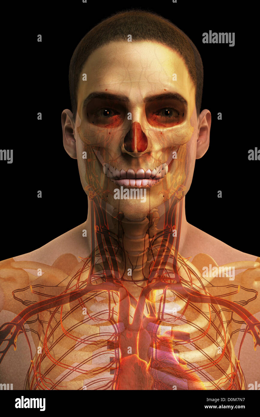 Front view of the head and neck with the bones and major blood vessels ...