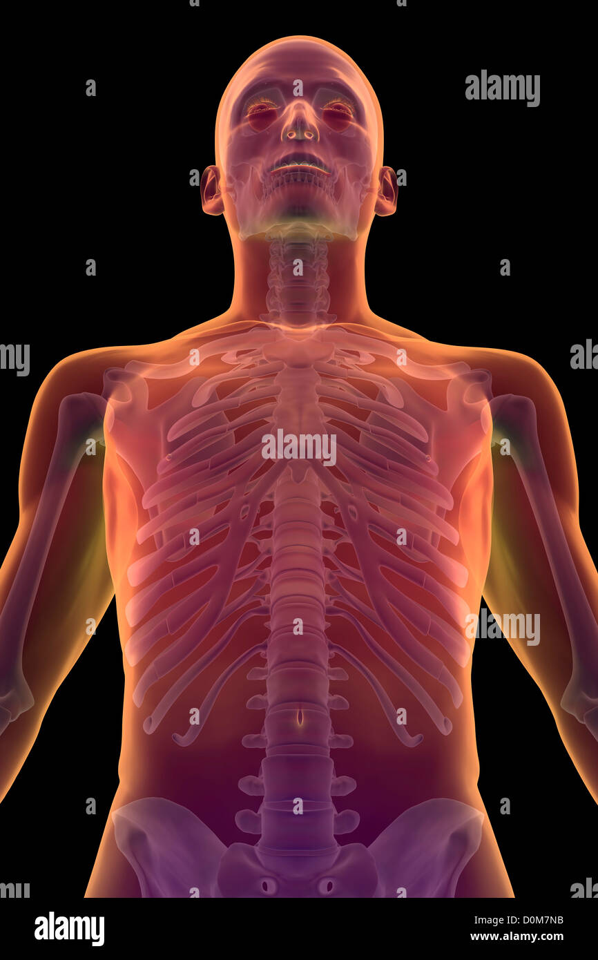 Front view of stylized bones of the upper body and torso Stock Photo ...