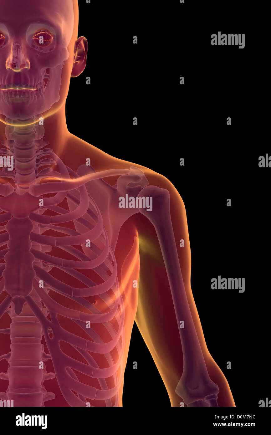 Front view of stylized bones of the shoulder, upper left arm and neck ...