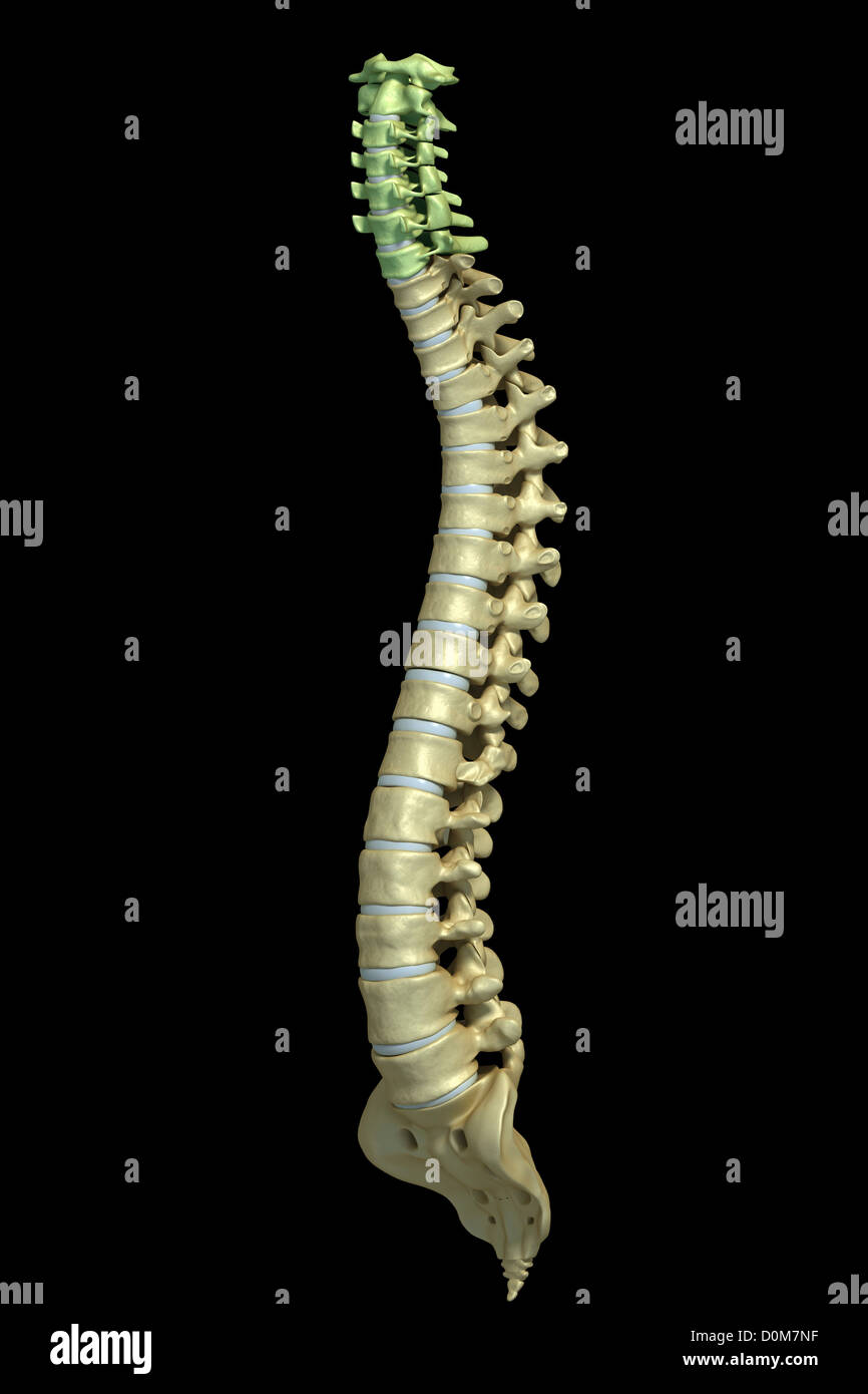 Three-quarter view of the human spinal column or spine. The cervical ...