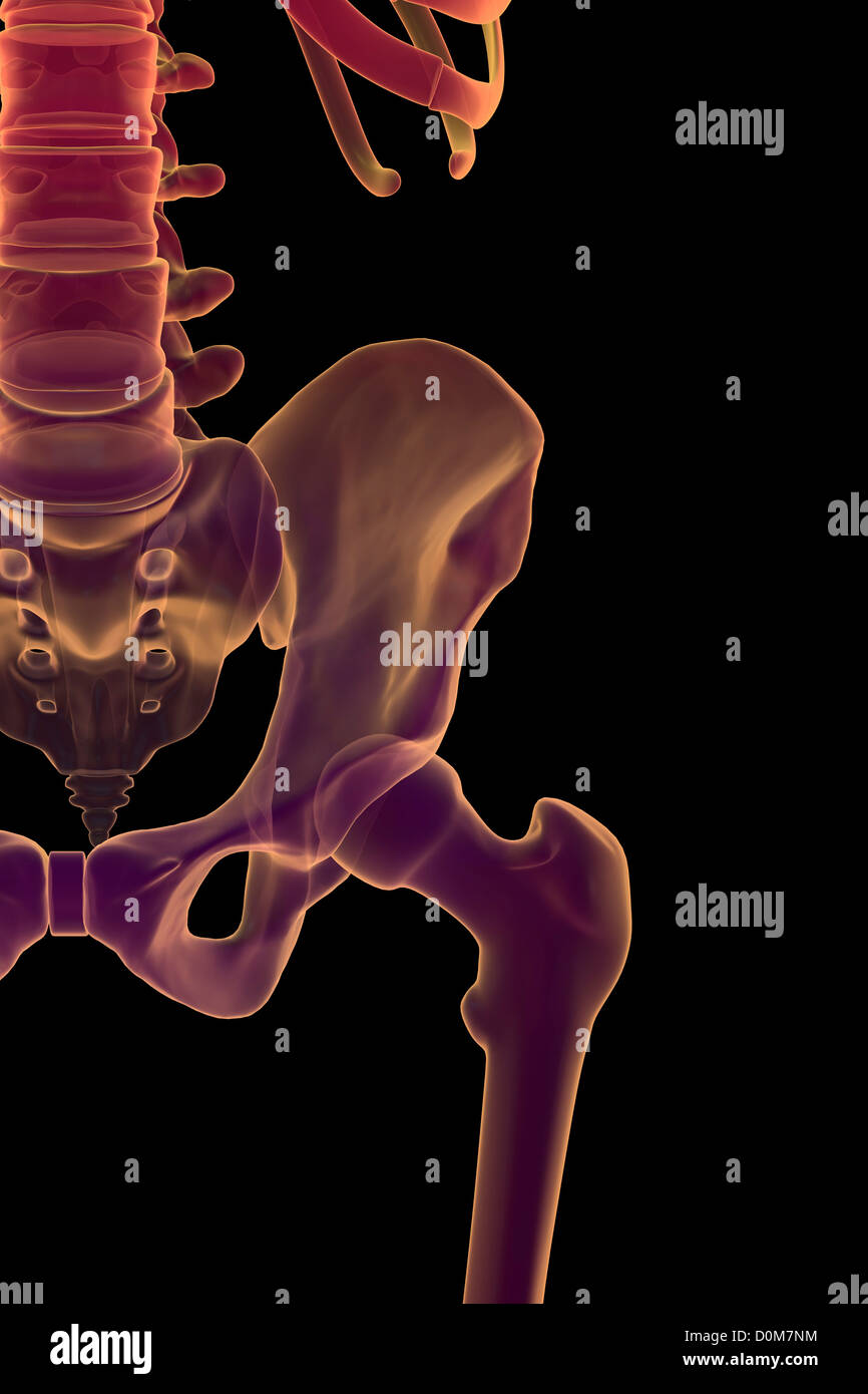 Close-up of stylized bones of the left hip Stock Photo - Alamy