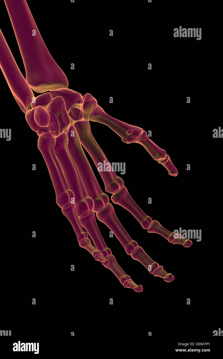 Stylized bones of the left hand and wrist Stock Photo - Alamy