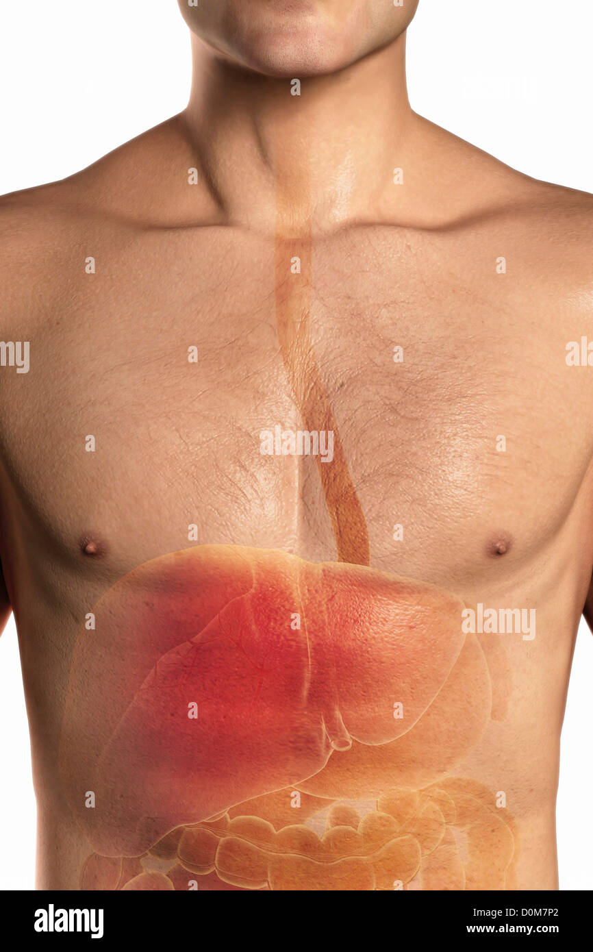Close-up view of the upper digestive tract and liver within a stylized ...