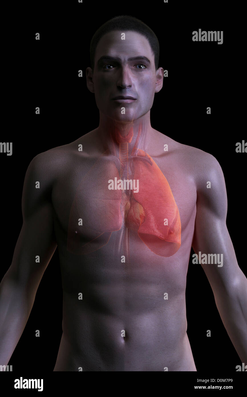 Front view of the torso showing the lungs and heart within a male skin ...