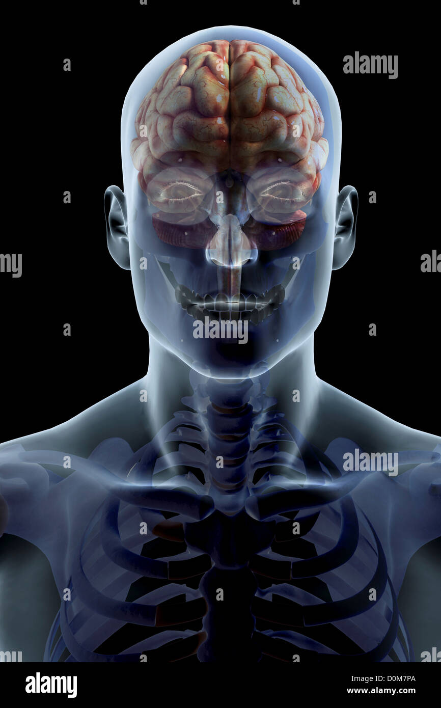 Stylized front view of the torso showing the skeleton, cardiovascular ...