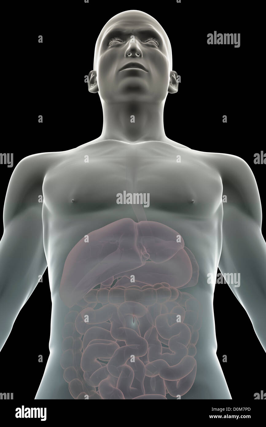 Stylized front view of the upper body showing the digestive system ...
