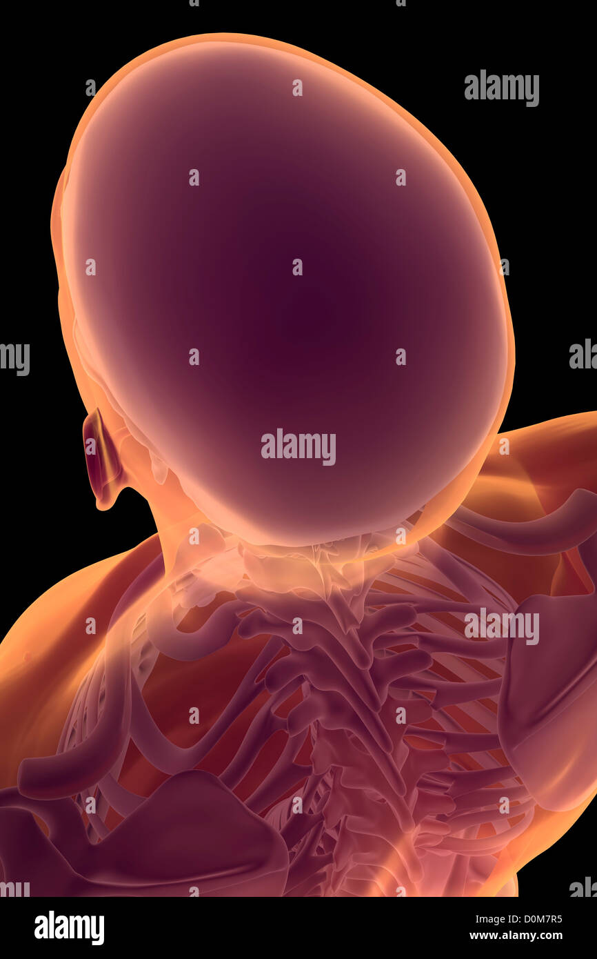 Rear view of the bones of the head and neck Stock Photo - Alamy