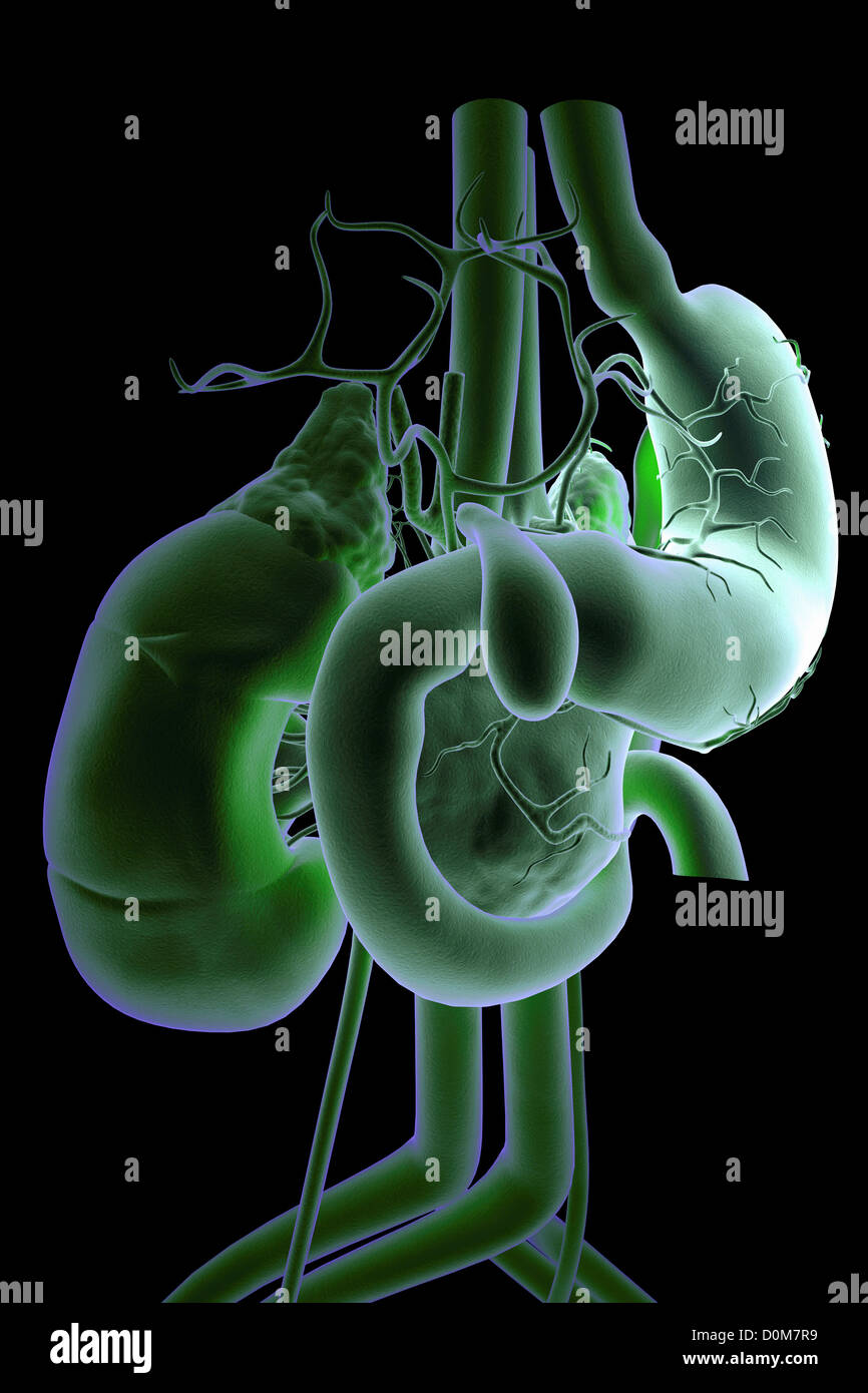 Three-quarter stylized view of the stomach. The spleen, gallbladder ...