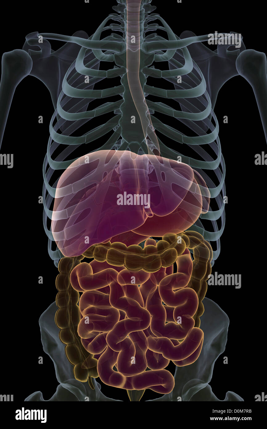 Stylized front view of the upper body showing the organs of the ...