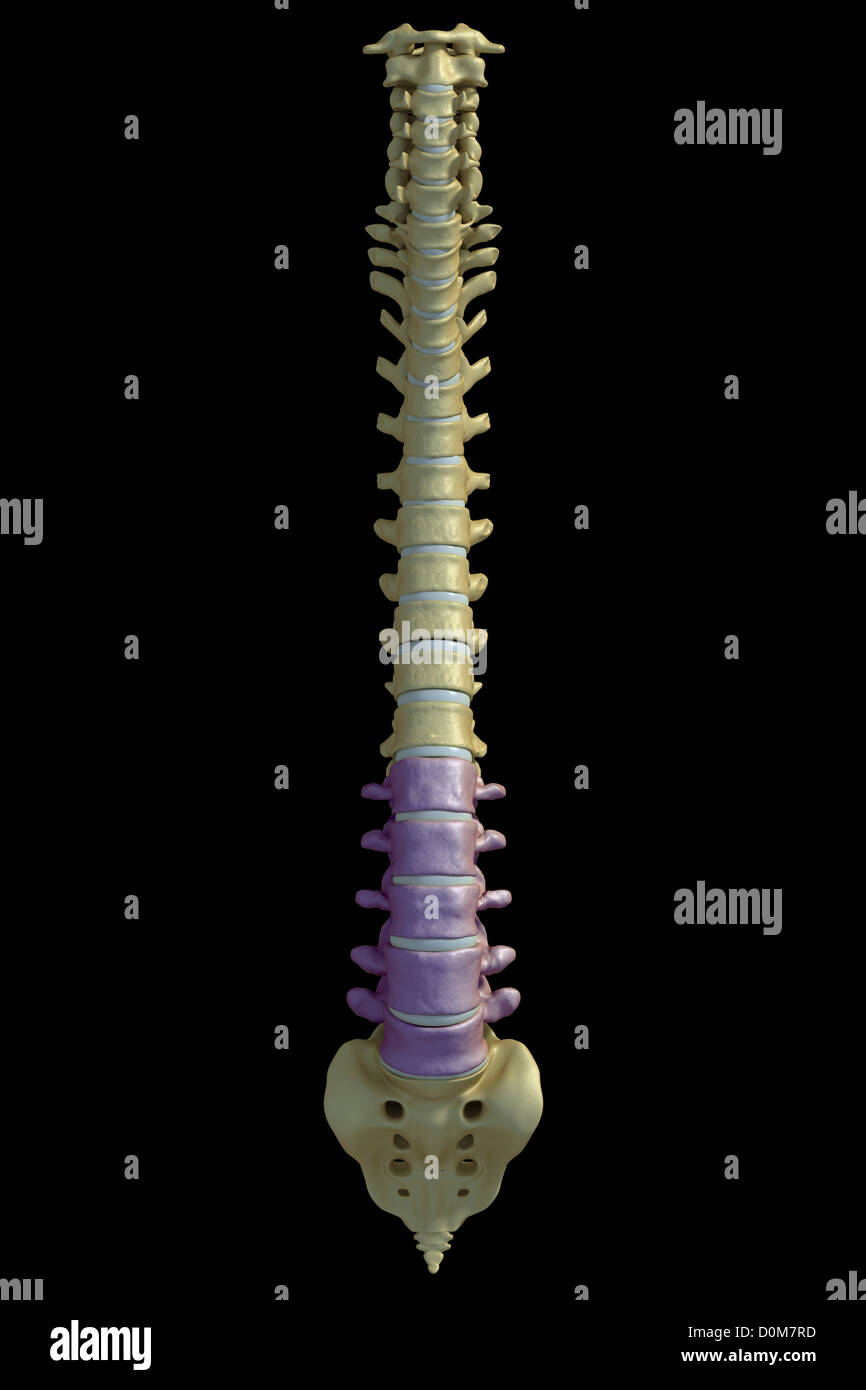Front view of the human spinal column or spine. The lumbar vertebrae ...