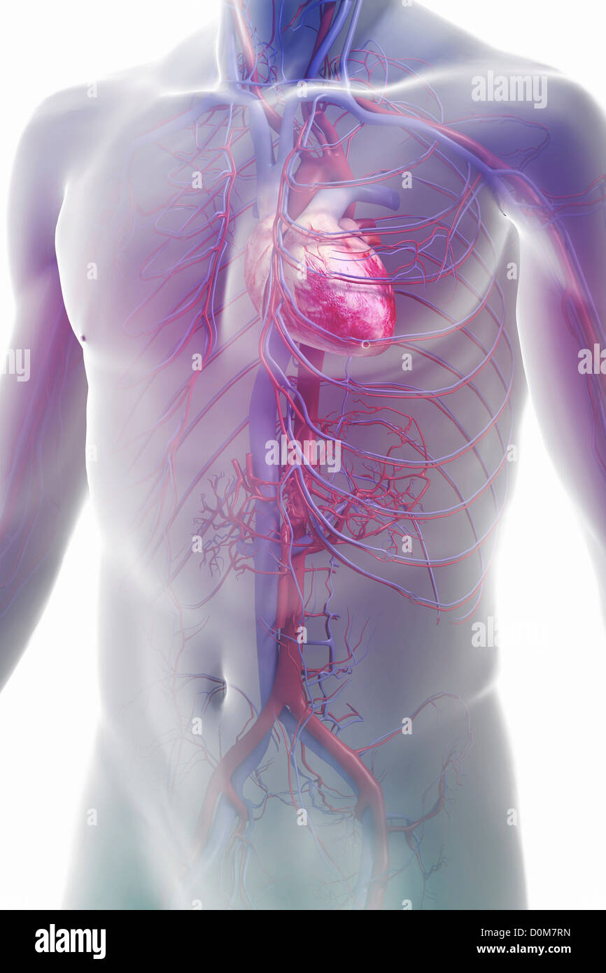 Three-quarter view of the heart and blood vessels of the torso Stock ...