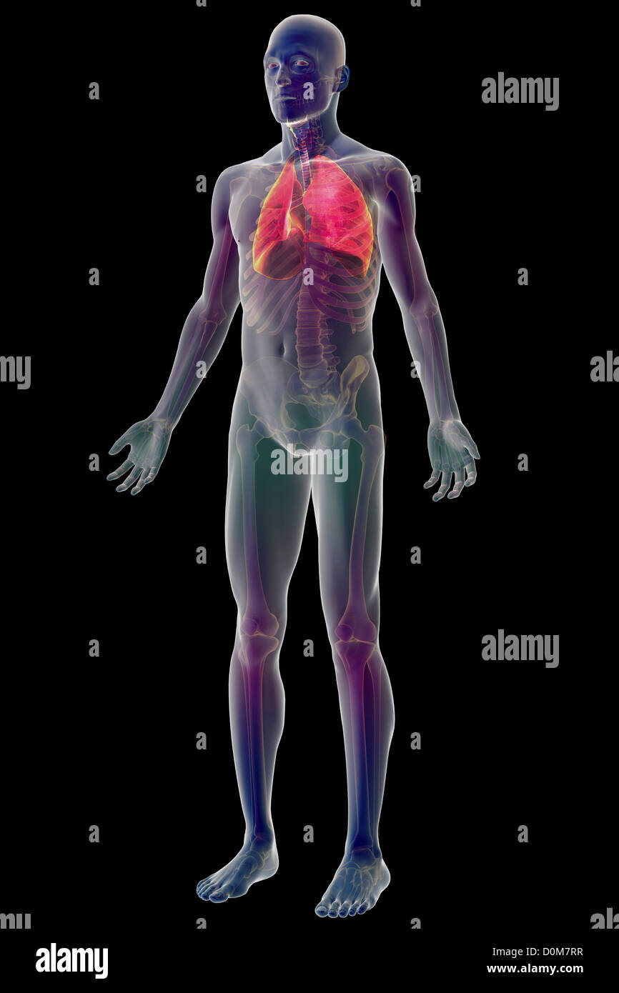 Front full body view of the male skin, skeleton and lungs Stock Photo ...