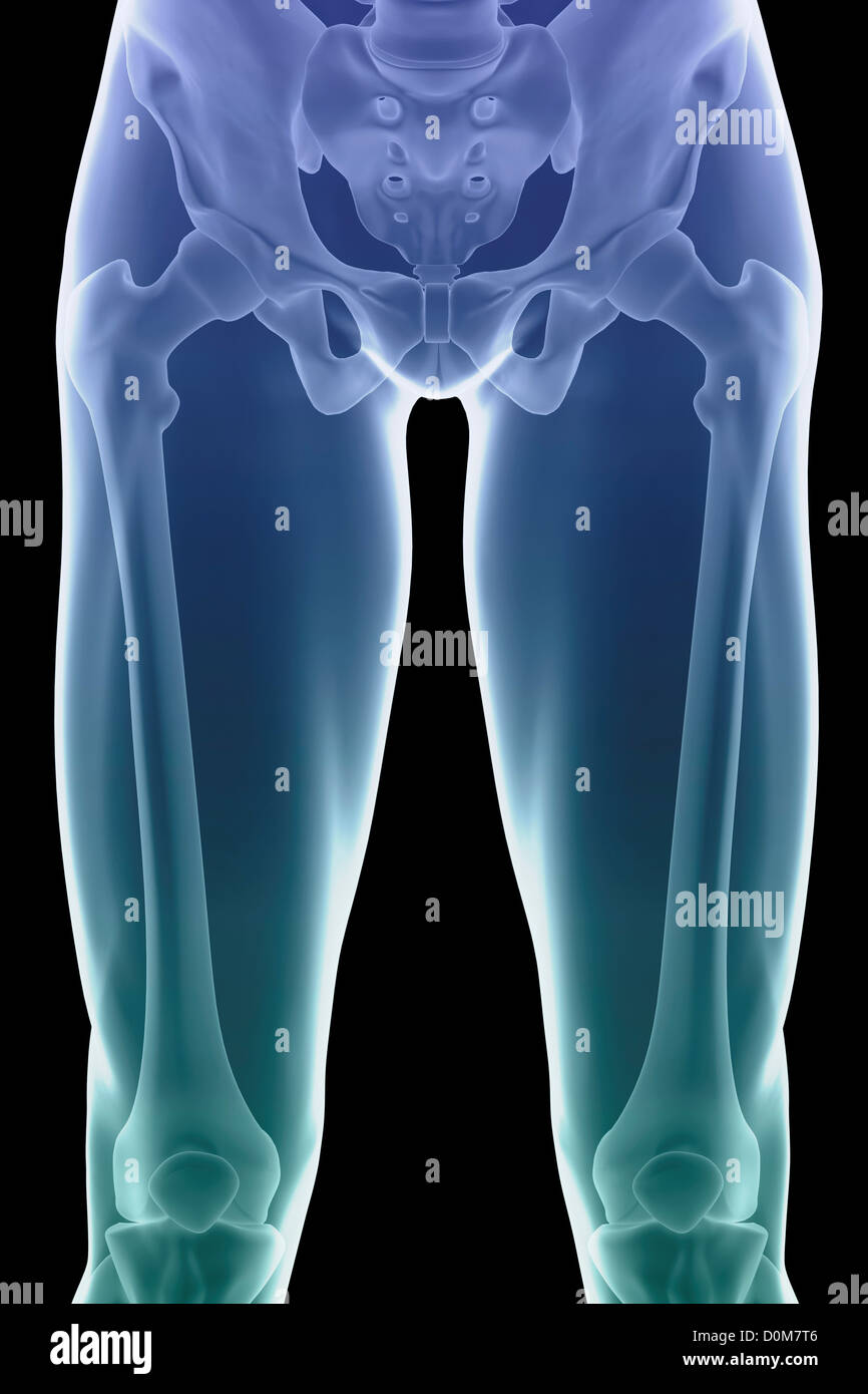 Stylized bones of the upper legs and pelvic region of a male figure ...