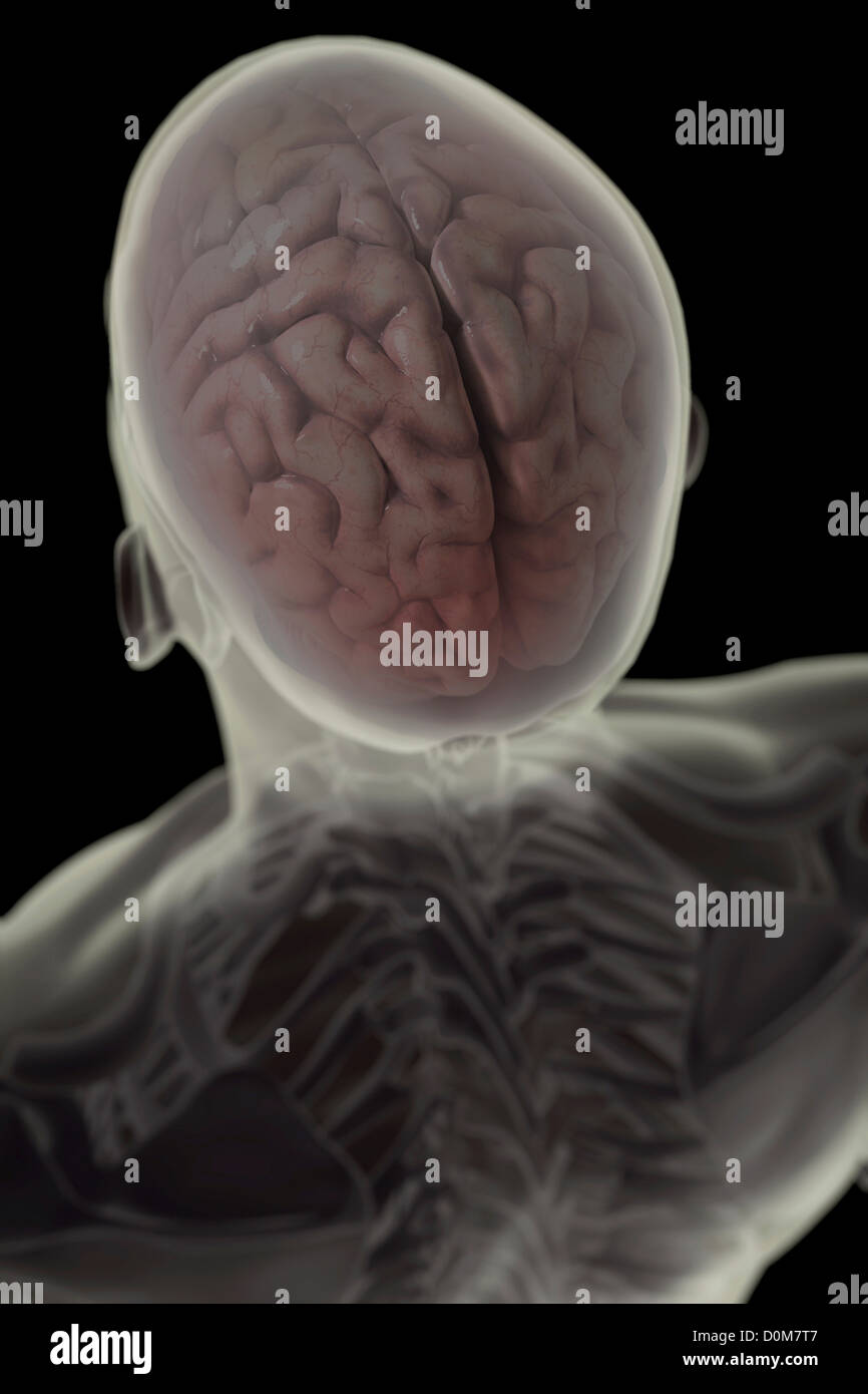 The brain within skeleton hi-res stock photography and images - Alamy