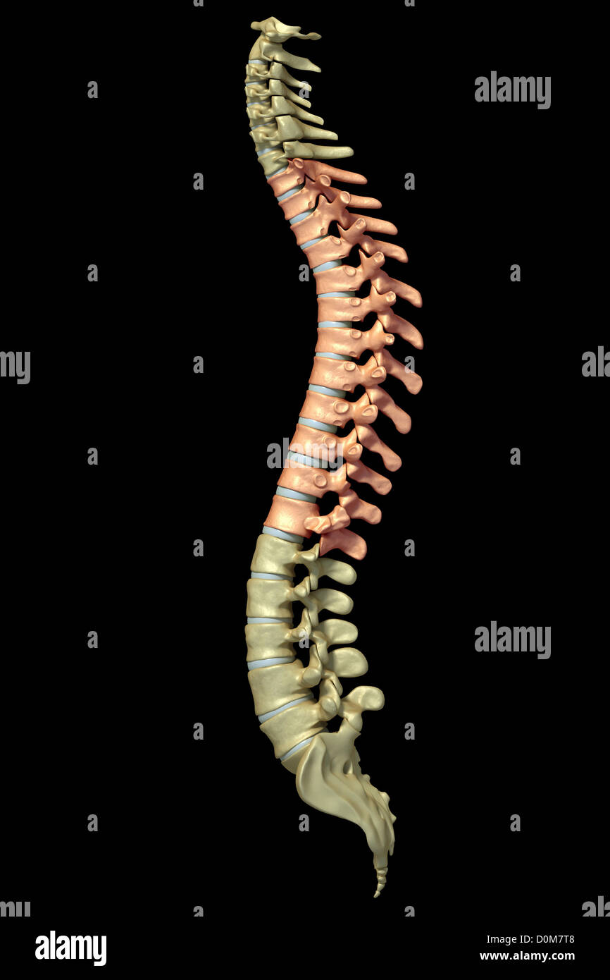 Spine side view hi-res stock photography and images - Alamy