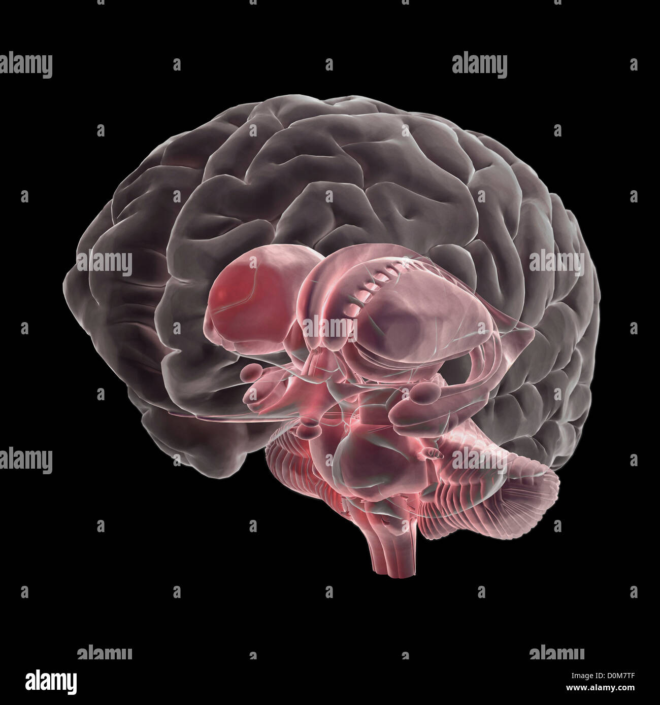 Human brain structures hi-res stock photography and images - Alamy